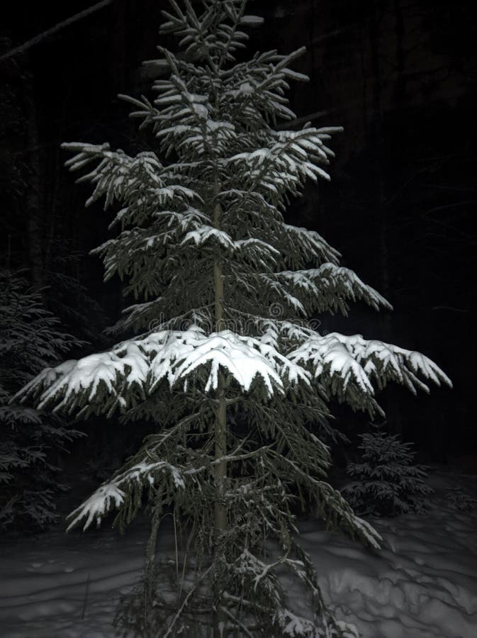 Tree Snow Winter Night Forest Stock Image - Image of night, frost ...