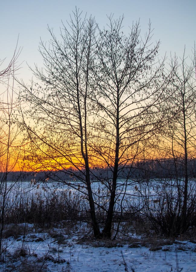 Tree in the Snow in Winter at Sunset. Nature Stock Image - Image of ...