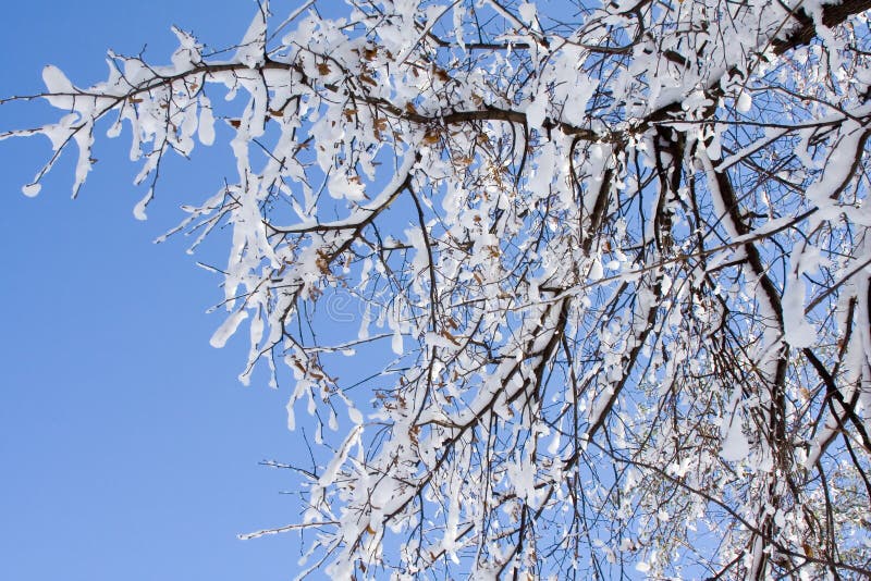 A tree after snowfall. stock image. Image of plant, forest - 3424097
