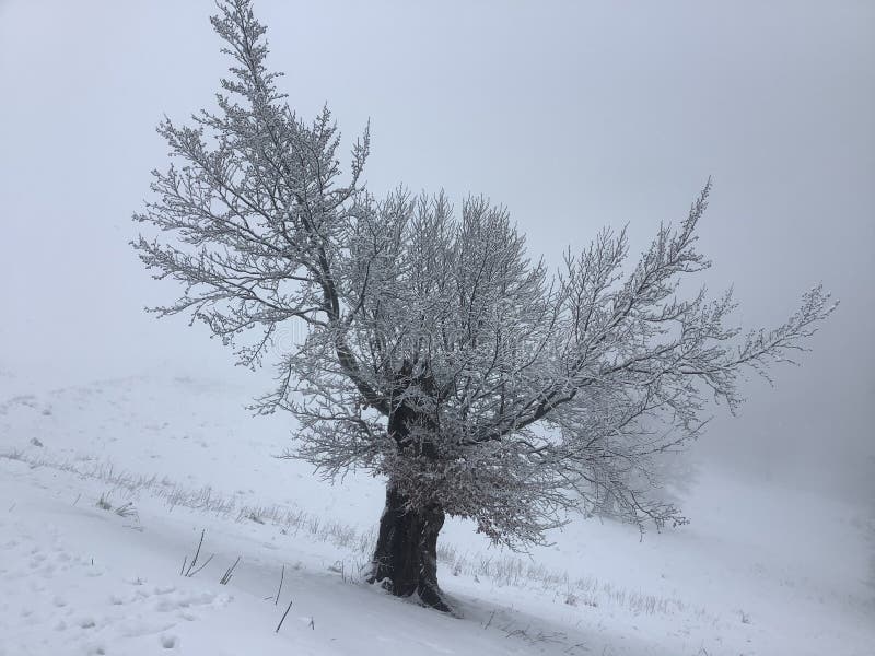 A tree with snowy branches stock image. Image of monochrome - 270510323