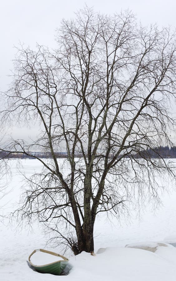 Tree in snowy countryside stock photo. Image of landscape - 13515534