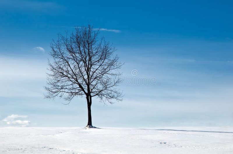 Single Tree on Hill stock photo. Image of blue, hill - 17789358