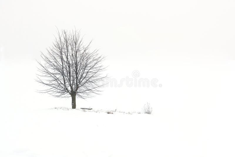 Winter tree stock photo. Image of season, snow, rest, isolation - 7833510