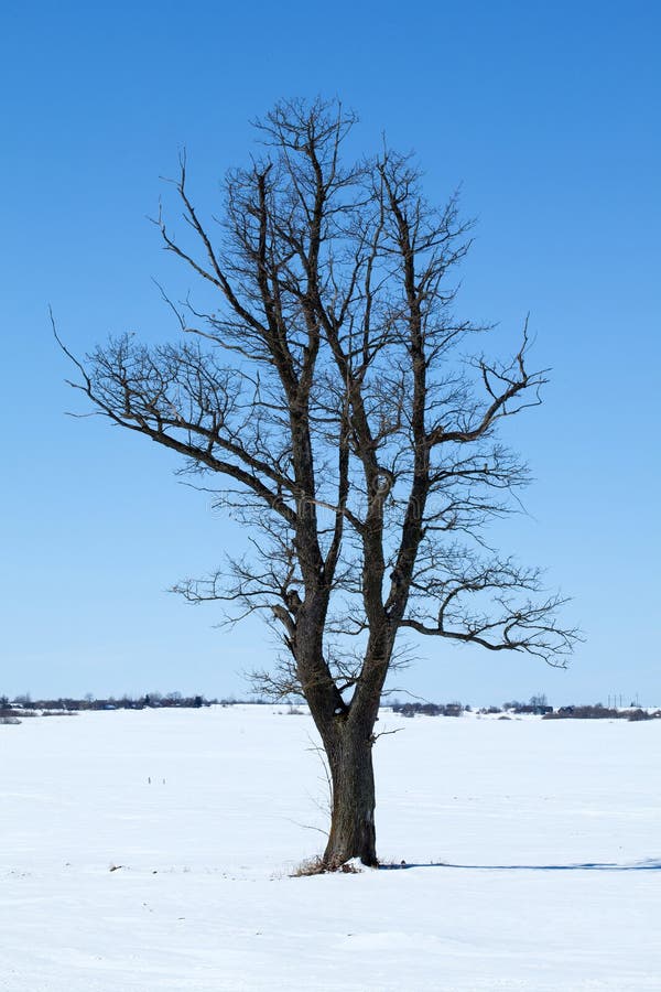 Tree among snowy field stock photo. Image of covered - 34993190