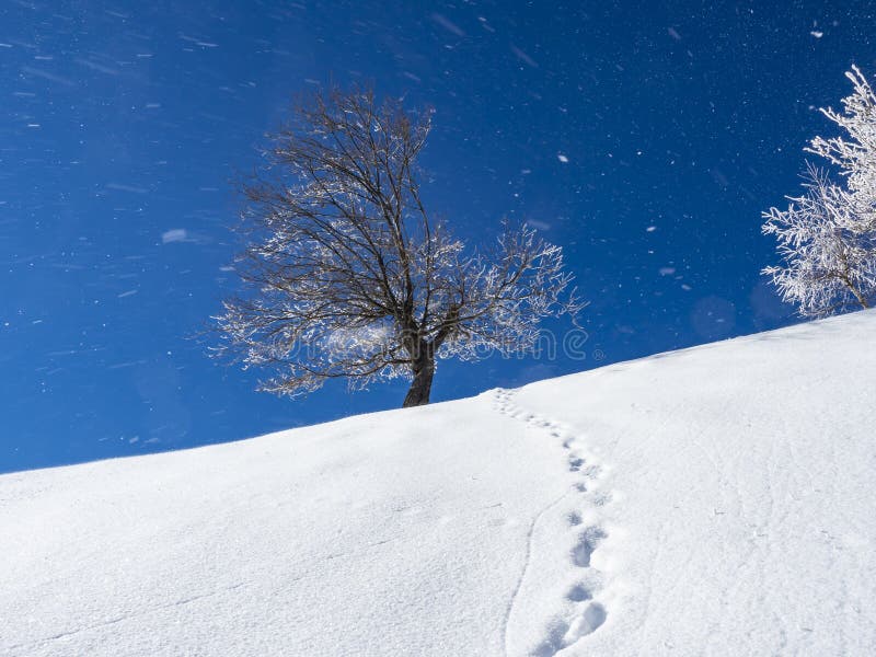Tree in a Snowy Landscape in a Windy Day Stock Image - Image of outdoor ...