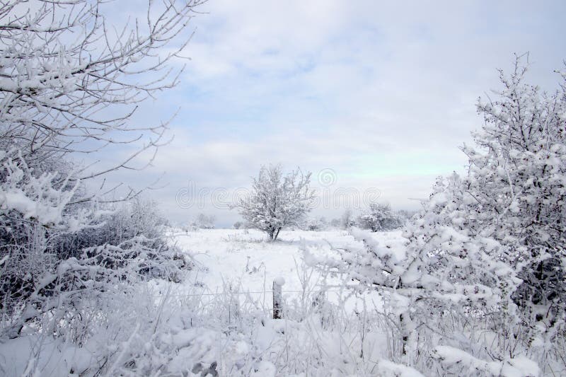 The Tree on Snowy Meadow on a December Day Stock Image - Image of sign ...