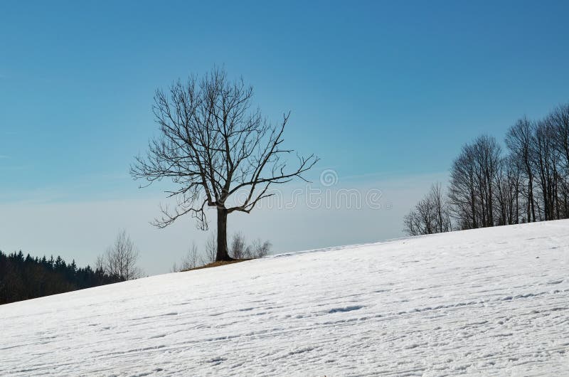 Tree on a snowy meadow. stock photo. Image of weather - 137653166