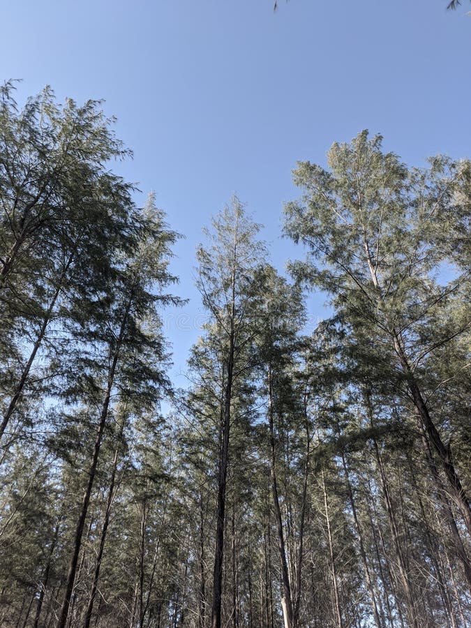 The Tree Soaring High into the Sky Stock Image - Image of bluesky, aceh ...
