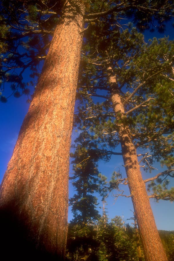 Tree-soft focus stock photo. Image of trees, forest, forests - 411026