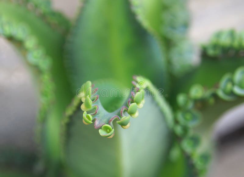 Soft leaves stock photo. Image of good, closeup, seepnature - 38692544