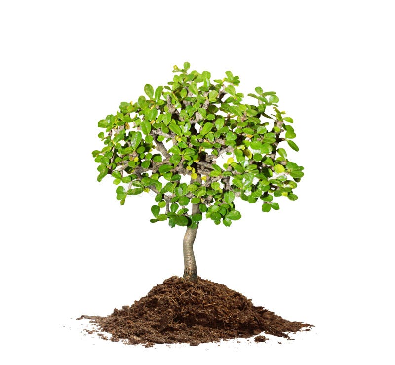 Tree and soil stock photo. Image of organic, cultivate - 44519396 Tree and soil stock photo. Image of organic, cultivate - 44519396