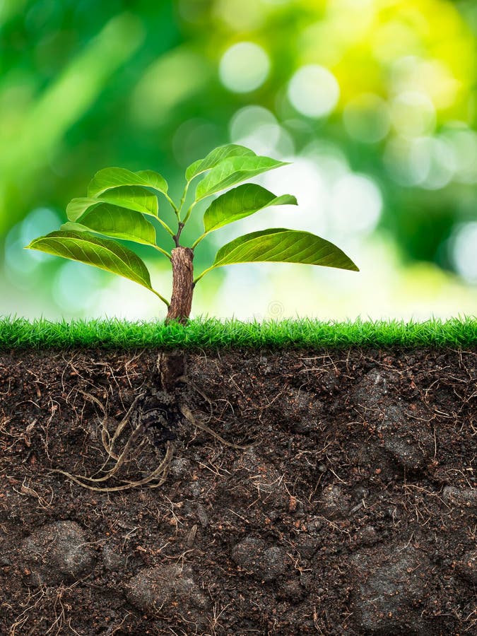 Soil and grass in blue sky stock photo. Image of cultivate - 44870206