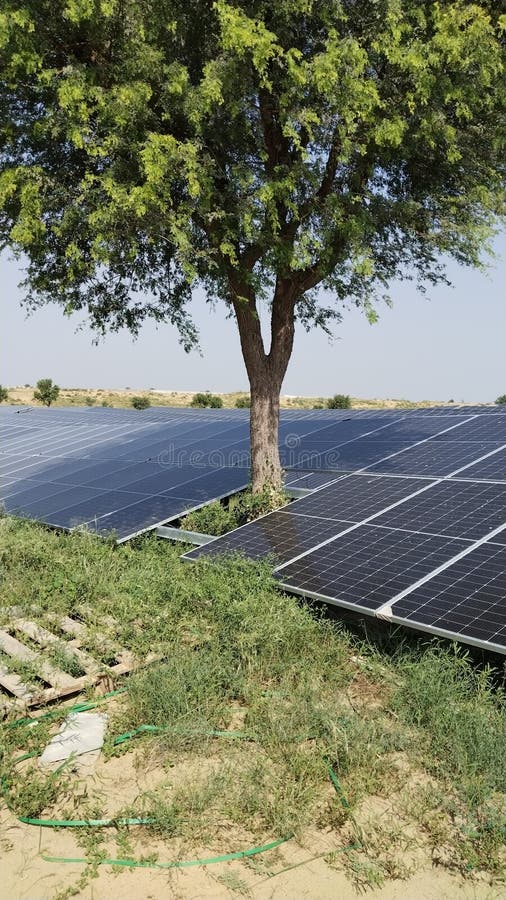 Tree in between Solar Module Stock Photo - Image of plant, fence: 256321164