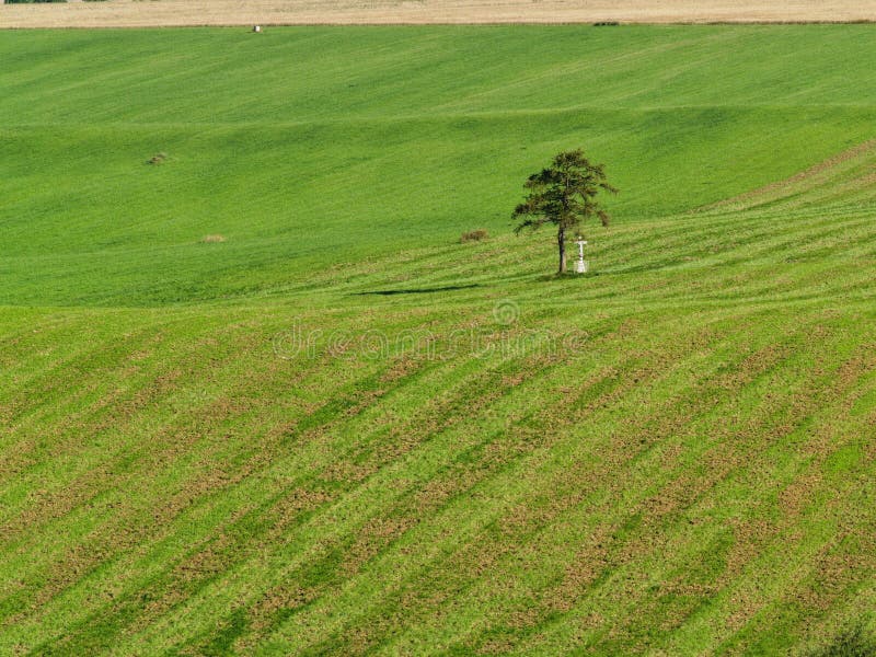 Tree solitaire in Fields stock photo. Image of cross - 171666966