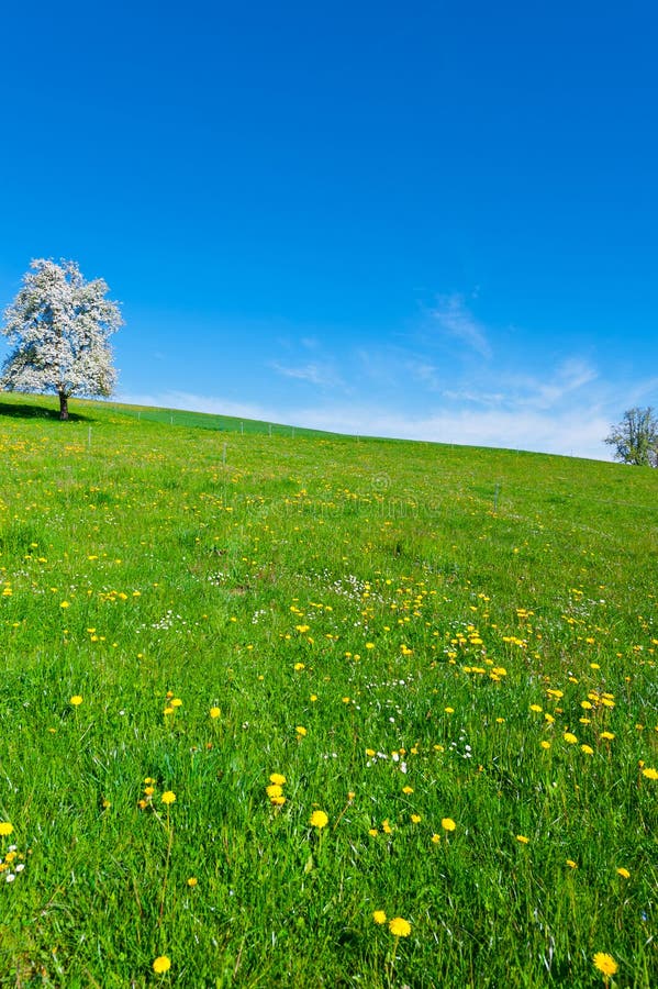 The Solitary Flowering Tree And Cloudy Sky Stock Photo - Image of ...