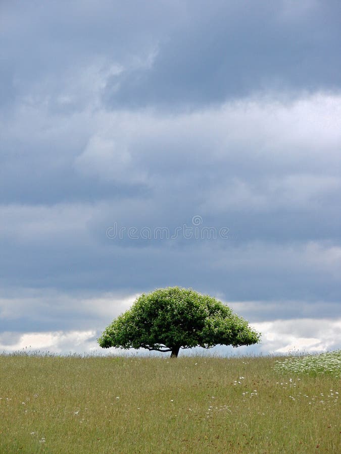 Tree of Solitude Landscape stock photo. Image of landscape - 2731184