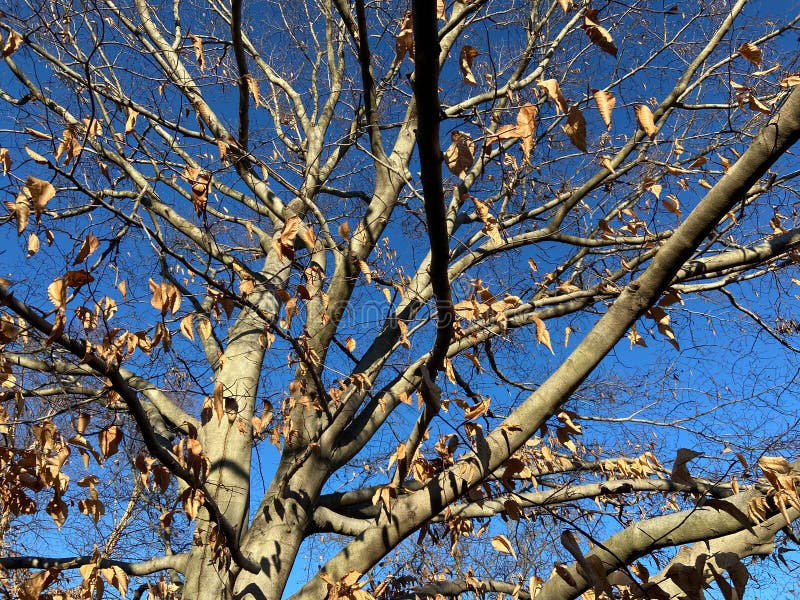 Tree with Some Leaves and Blue Sky in December. Stock Image - Image of ...