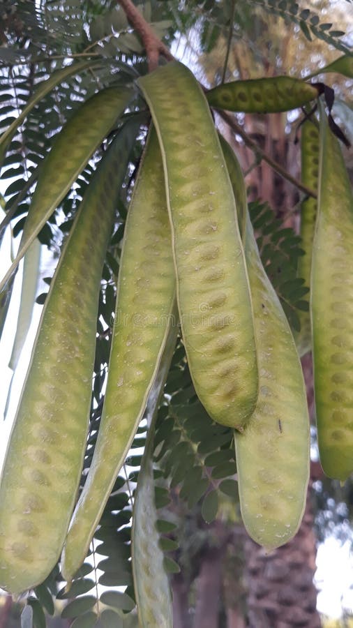 In tree some seeds picture stock image. Image of branch - 276145623