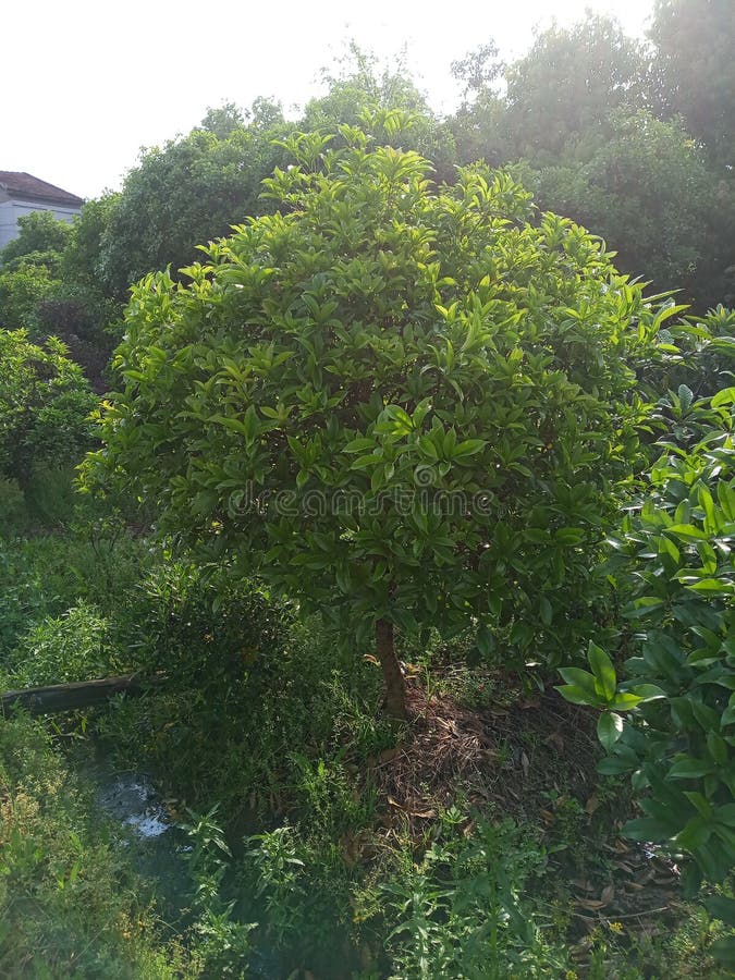 Luxuriant tree aerial view stock image. Image of nature - 24433525