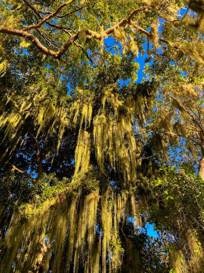 A Tree Somehere in Campeche Mexico Stock Photo - Image of campeche ...