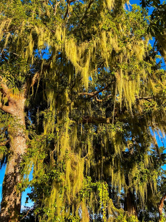 A Tree Somehere in Campeche Mexico Stock Photo - Image of leaf ...
