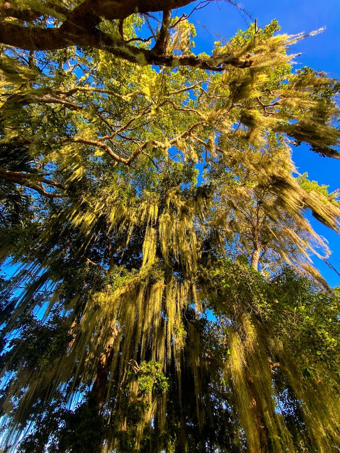 A Tree Somehere in Campeche Mexico Stock Image - Image of mexico ...