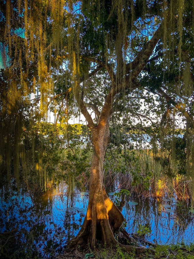 A Tree Somewhere in Campeche Mexico Stock Photo - Image of green ...