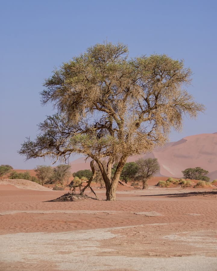 Sossusvlei Tree stock photo. Image of africa, sunlight - 107542072