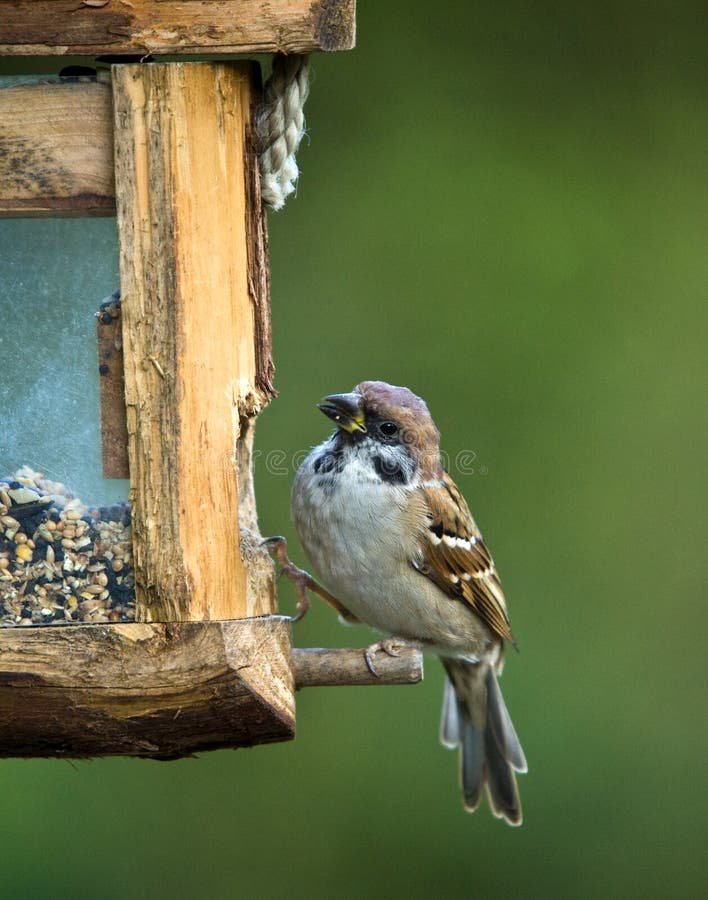Tree sparrow stock photo. Image of nature, female, spizella - 18190562