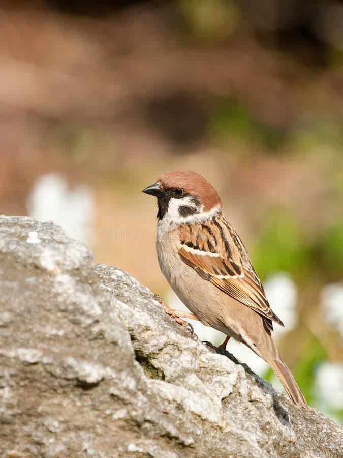 Tree Sparrow stock photo. Image of sparrow, wildlife - 14533932