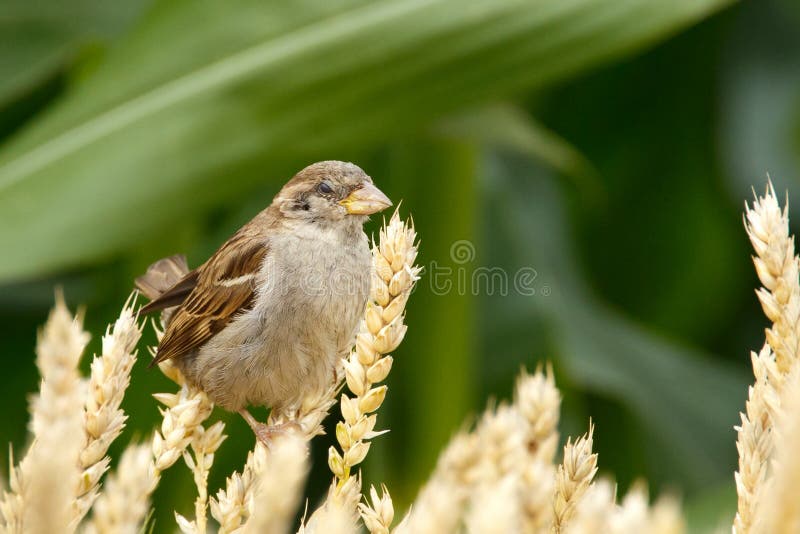 Tree Sparrow stock image. Image of cute, brown, close - 25976179