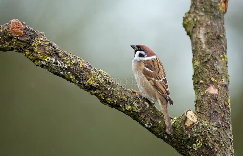 Tree Sparrow stock photo. Image of black, close, blue - 28156094