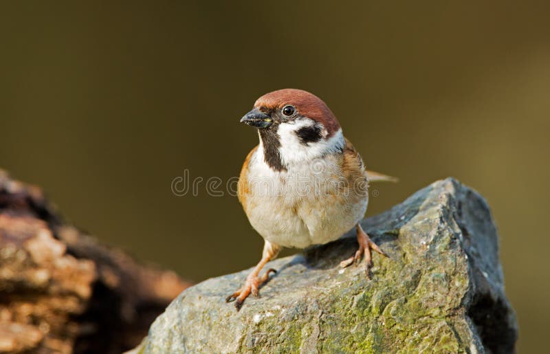 Tree Sparrow stock image. Image of bird, little, life - 29688927