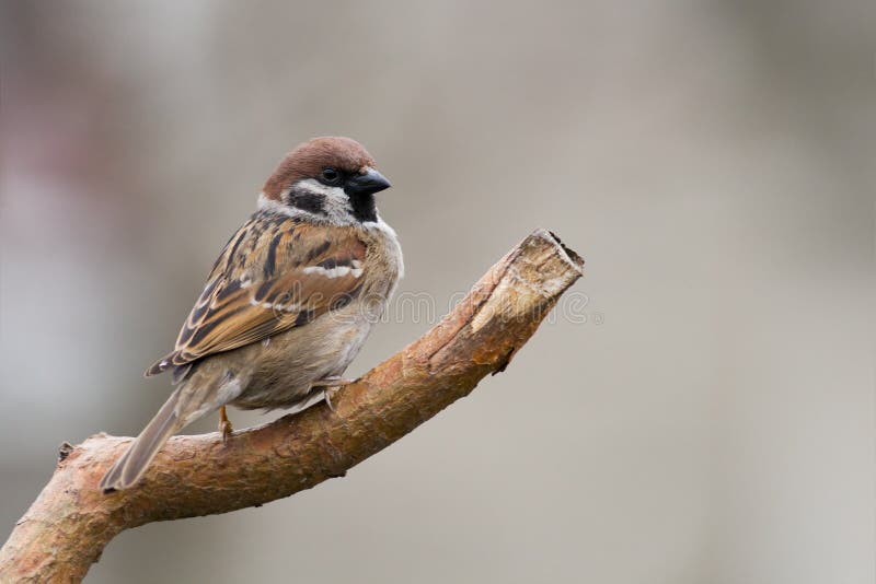 Tree Sparrow (aka Passer Montanus) Picture. Image: 4553332
