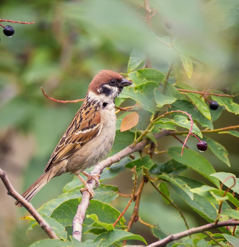 Tree Sparrow Bird on a Branch with Leafs and Berries Stock Image ...