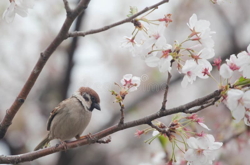 Tree Sparrow Bird on the Cheery Blossom Tree Stock Photo - Image of ...