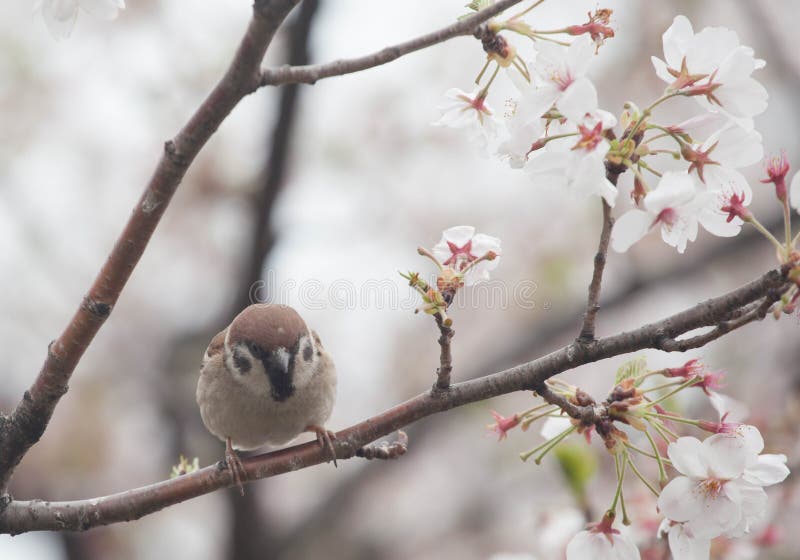 Tree Sparrow Bird on the Cheery Blossom Tree Stock Image - Image of ...