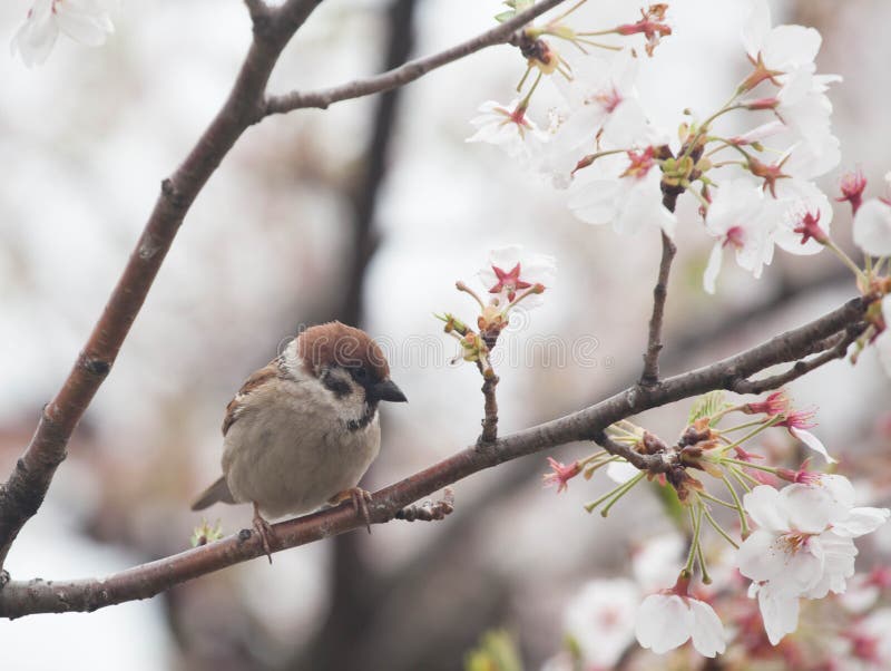 Tree Sparrow Bird on the Cheery Blossom Tree Stock Image - Image of ...