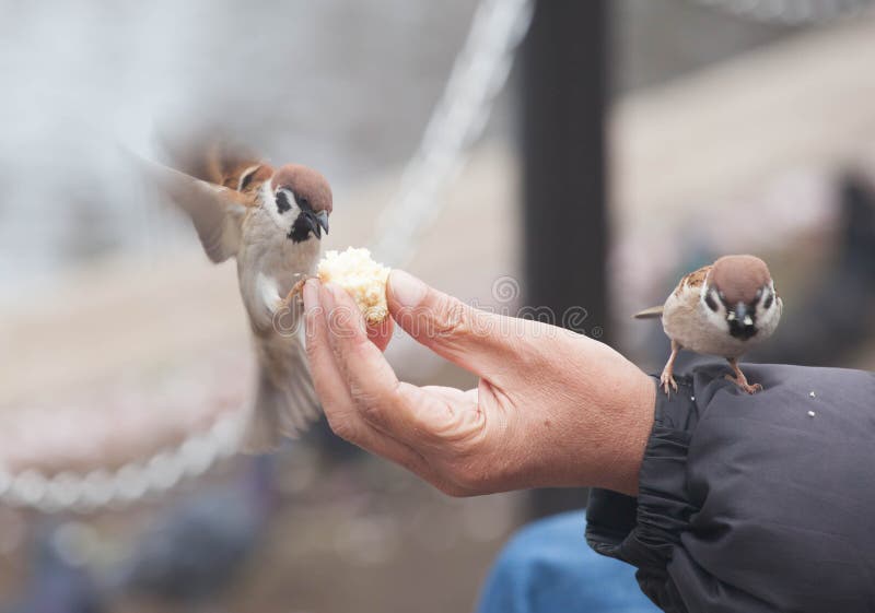 Tree Sparrow Bird Eating Bread Stock Image - Image of sweet, tree: 55193459