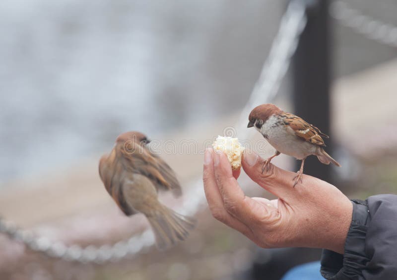 Tree Sparrow Bird Eating Bread Stock Image - Image of hand, cake: 55193521