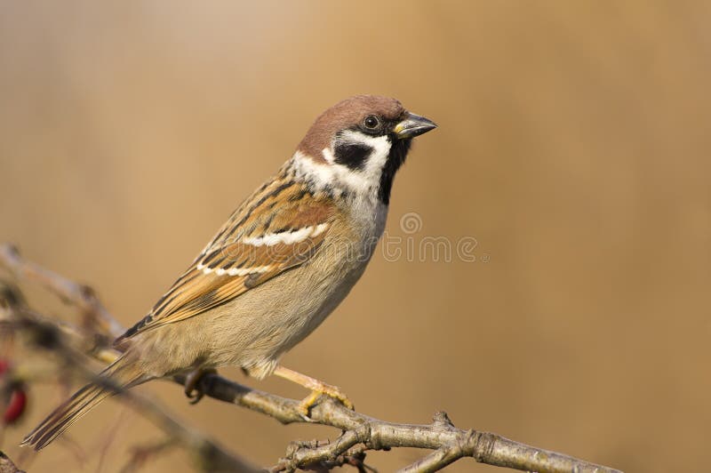 Eurasian Tree Sparrow or Passer Montanus. Stock Photo - Image of ground ...