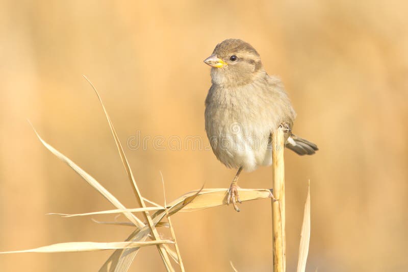 Tree Sparrow / Passer Montanus Stock Photo - Image of garden, montanus ...