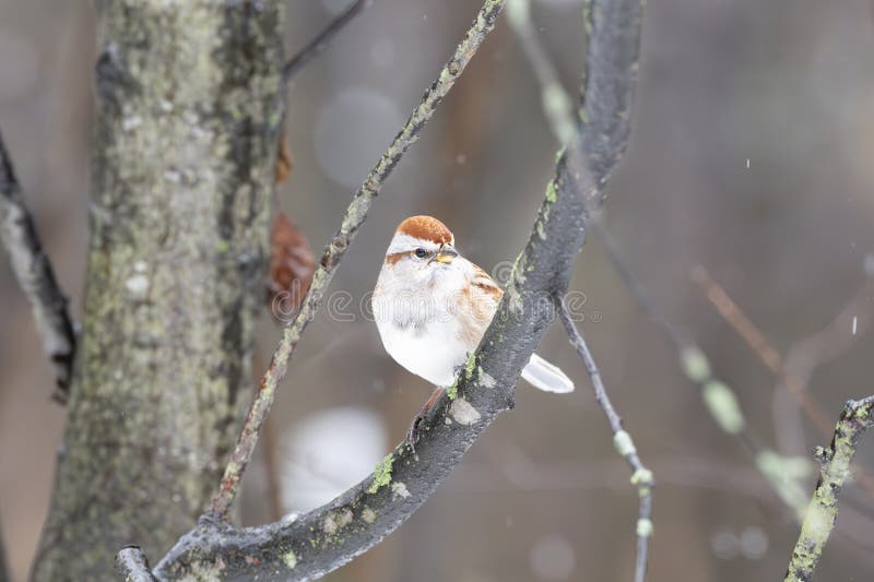 Tree Sparrow Perched Branch Rain Blurred Background Stock Photos - Free ...