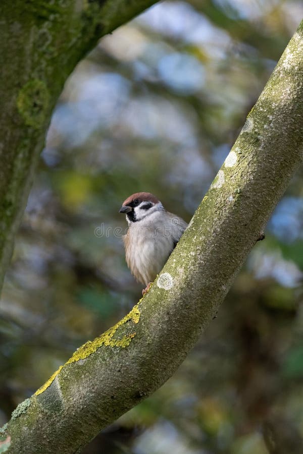 Tree Sparrow Perching on Tree Trunk Stock Image - Image of looking ...