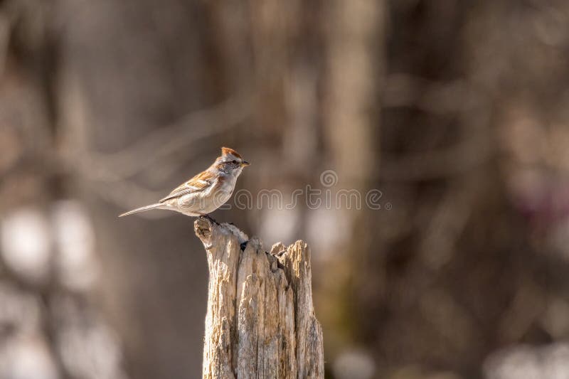 Tree Sparrow Posed on a Post in Spring Stock Photo - Image of sparrow ...
