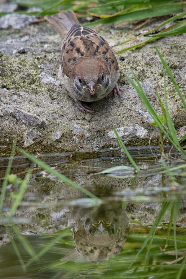 Tree sparrow reflection stock photo. Image of wonderful - 97006520