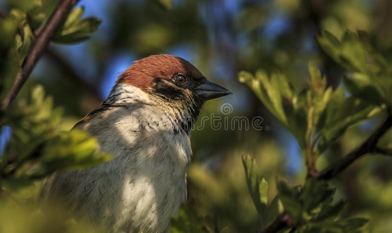Tree Sparrow. stock photo. Image of nature, common, feather - 111729630