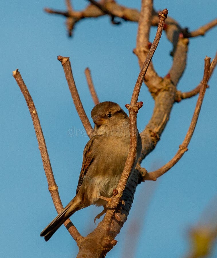 Tree sparrow in a tree stock image. Image of close, garden - 207137629