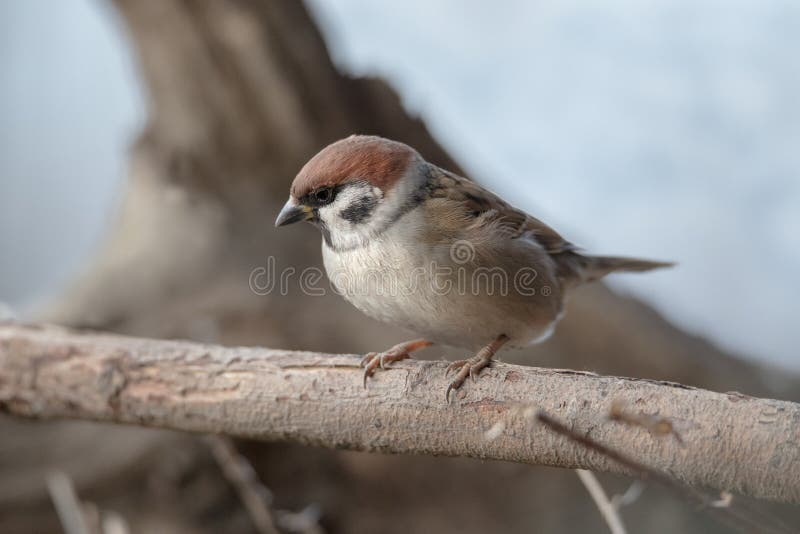 Tree sparrow on a branch stock image. Image of feathers - 138378121