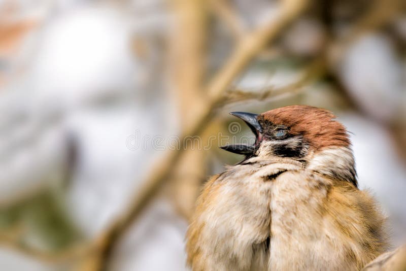 Tree Sparrow Yawning in the Sun Stock Photo - Image of yawning ...